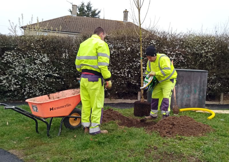 Tree Planting To Accompany Residential Pavement Improvements - Reading ...
