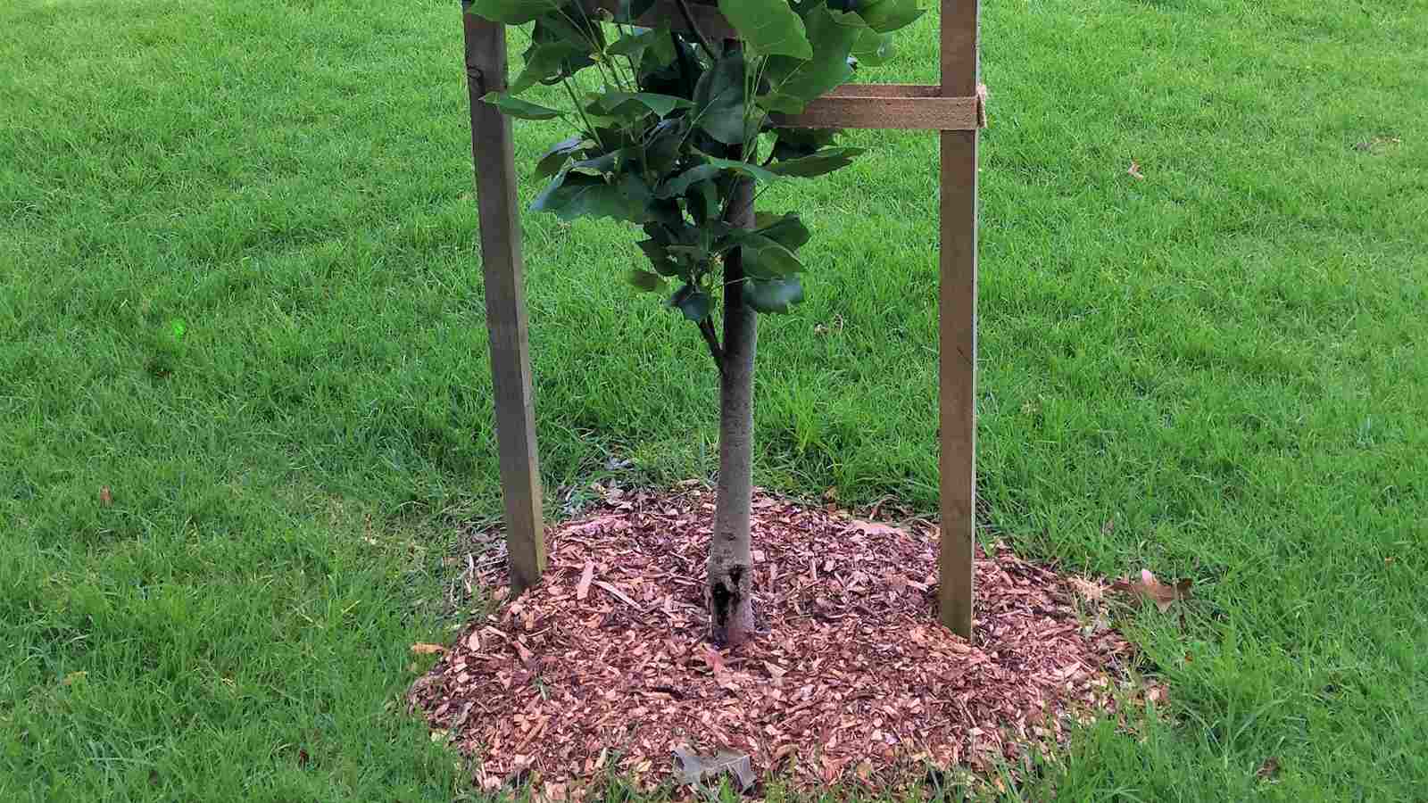 Funding secured for additional new tree planting across Reading ...